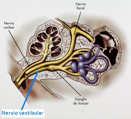 la función vestibular