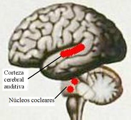 La audición en adultos » Sordera y Vértigo