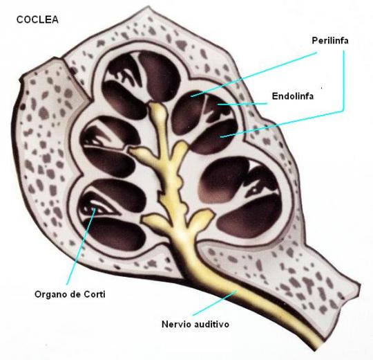 La audición en niños » Sordera y Vértigo